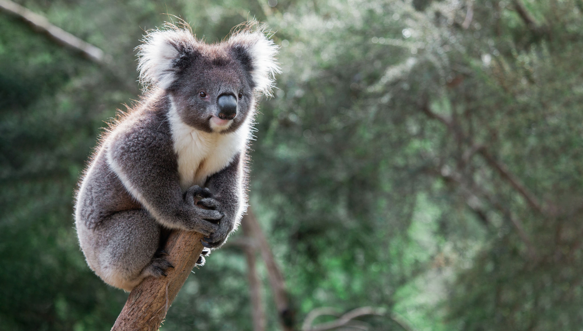 NSW follows suit and lists koalas as endangered - Environmental ...