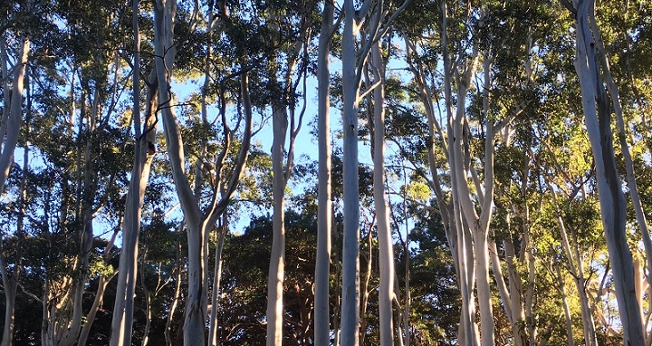 What's happening to Adelaide's trees? - Environmental Defenders Office