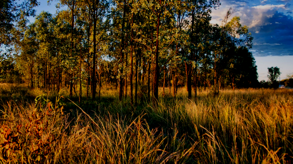 Bimblebox Alliance in court action against Clive Palmer's Galilee coal ...