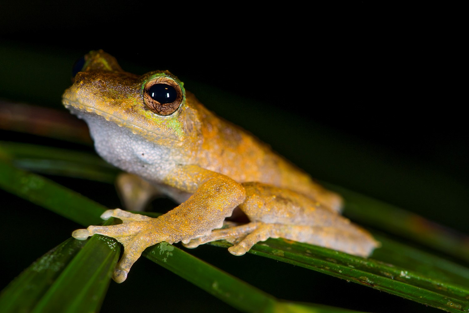 Kuranda community wins against massive resort in sensitive wildlife ...