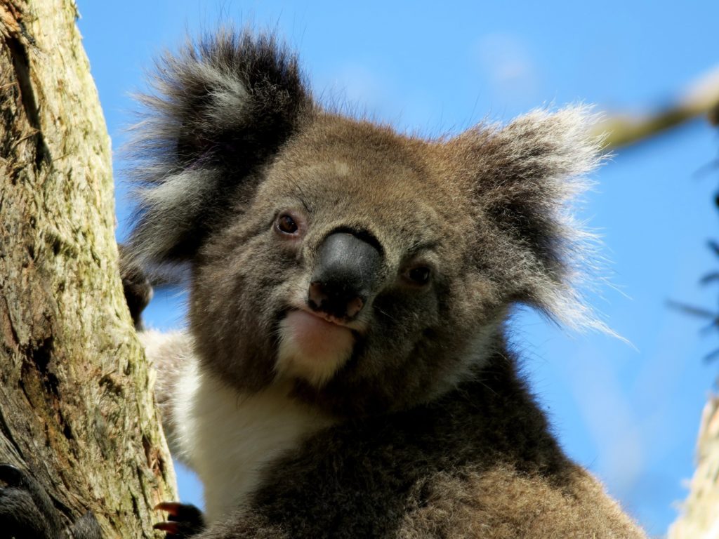 Koala Conservation Strategy for South East Queensland - Environmental ...