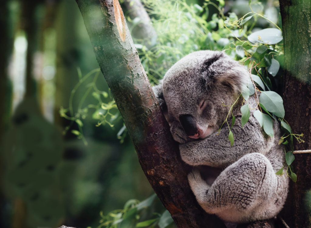 Analysis: Koala habitat laws and mapping take effect in SEQ ...
