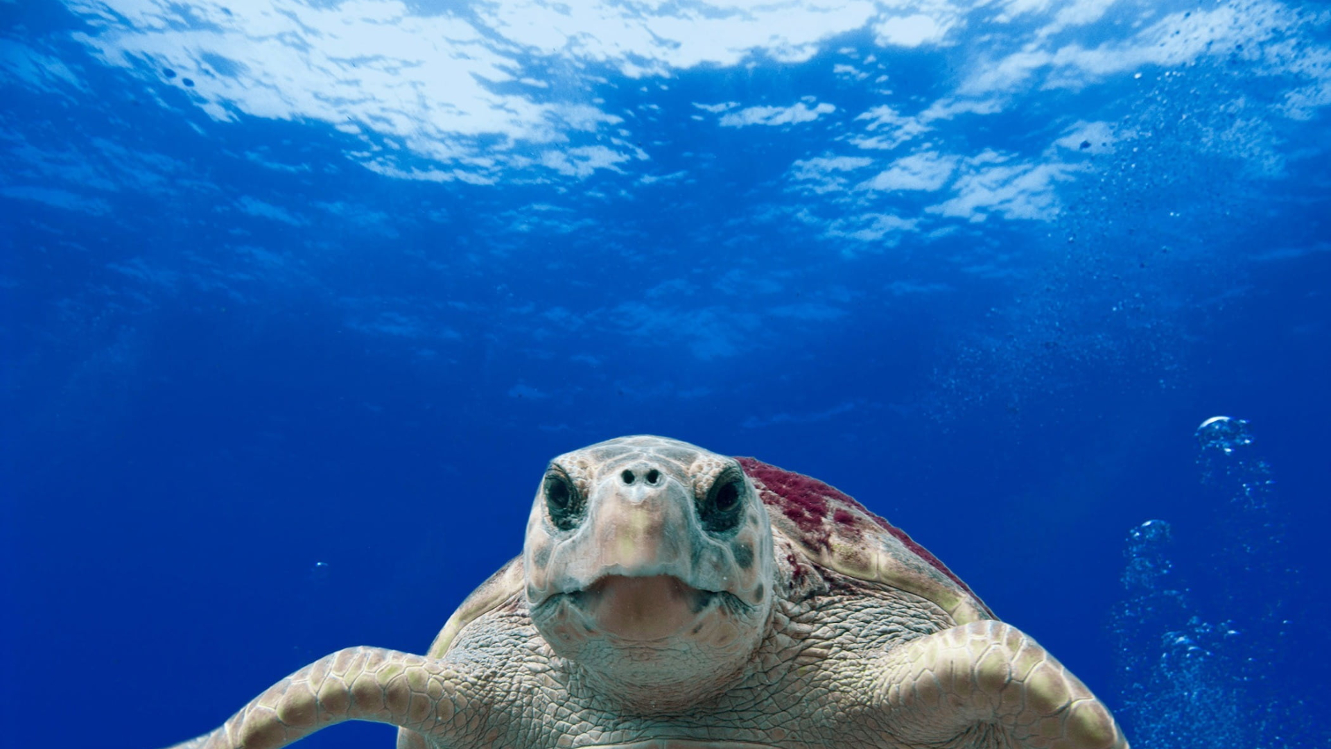 Tighter Protections Secured For Endangered Loggerhead Turtles tighter-protections-secured-for-endangered-loggerhead-turtles