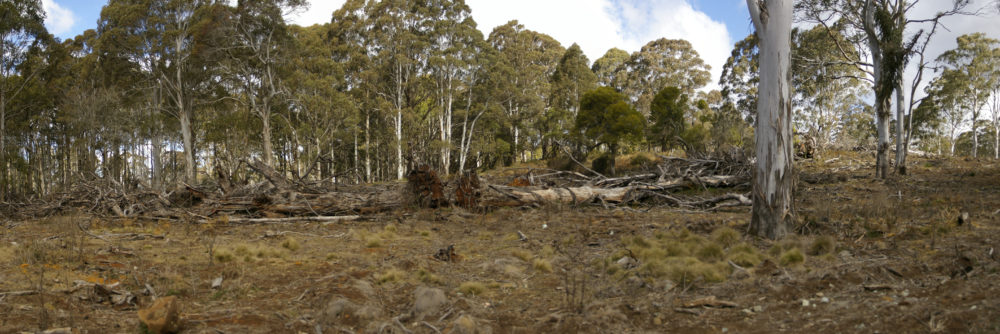 Report: Restoring the balance in NSW native vegetation law ...