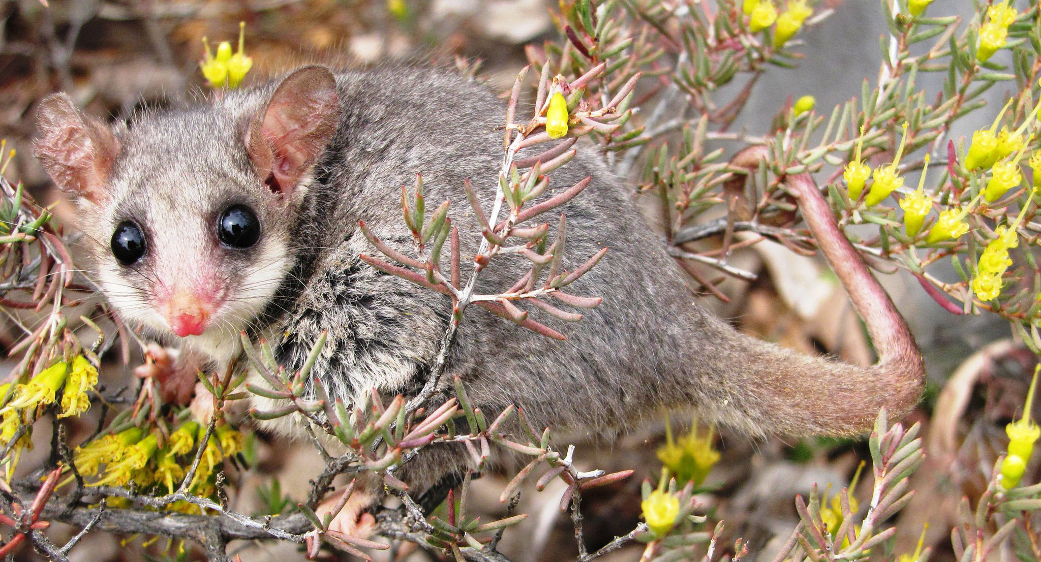 Support Us - Environmental Defenders Office
