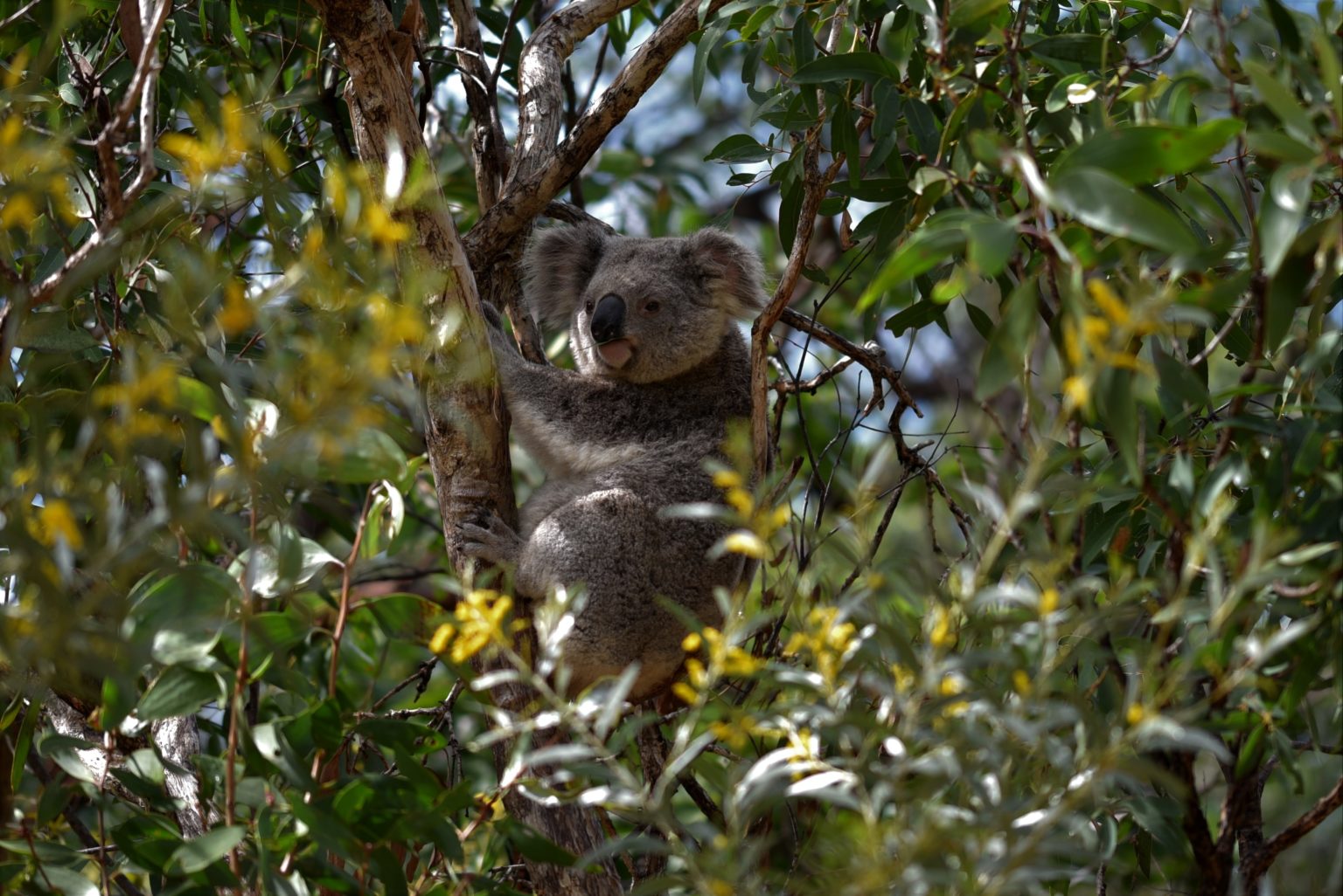 Analysis: Koala habitat laws and mapping take effect in SEQ ...