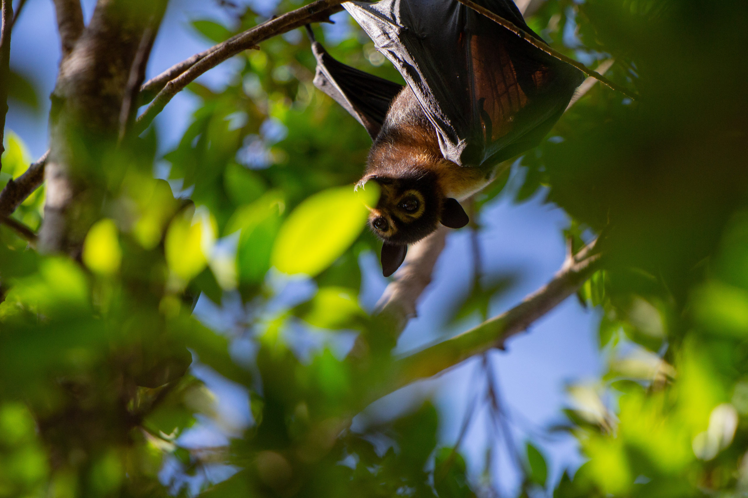 First Nations Lore key to Flying-fox recovery in the Wet Tropics ...