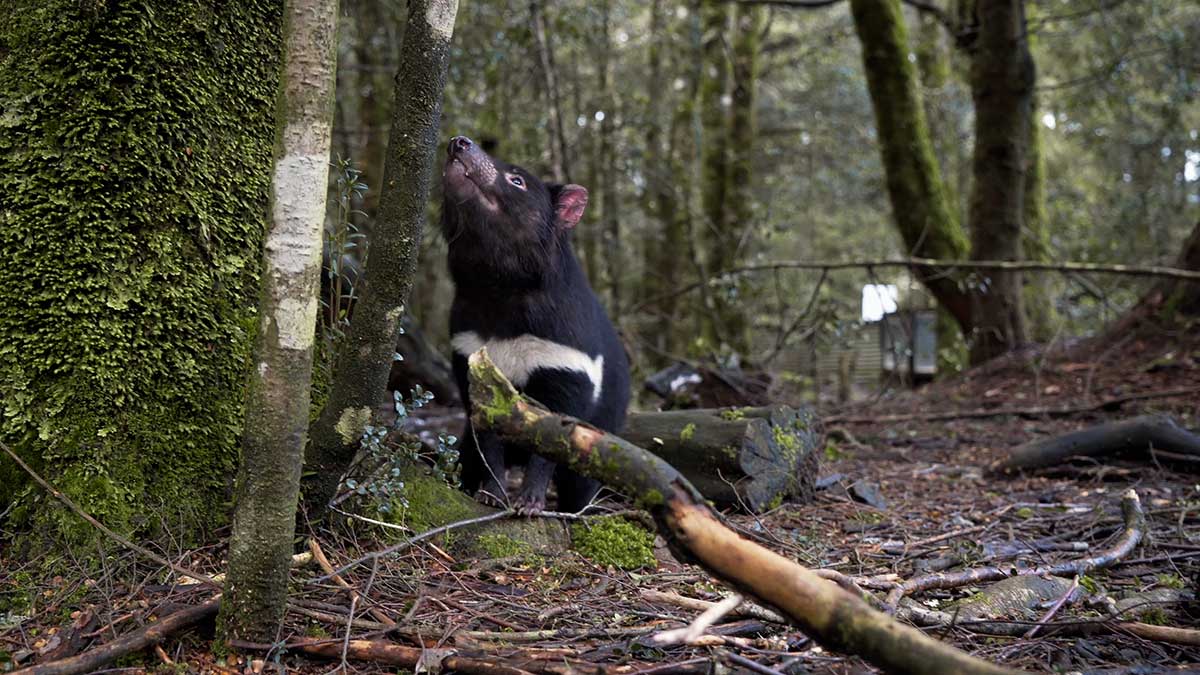 Tasmanian Devils Habitat